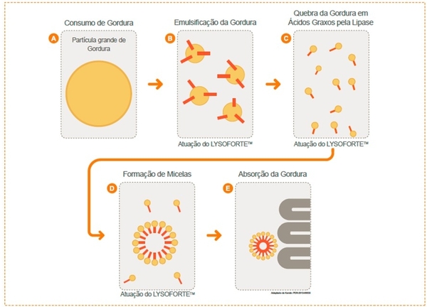 LYSOFORTE™ Extend emulsificante para suínos