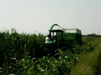 Pacas - Fardos - Silos en productos para Ganadería en Engormix