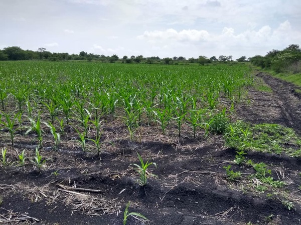 Pacas - Fardos - Silos en productos para Ganadería en Engormix