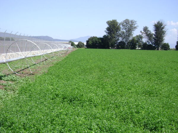 Pacas - Fardos - Silos en productos para Ganadería en Engormix