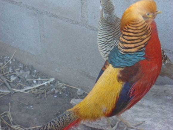 Faisan Dorado Rojo. Ref: 14182