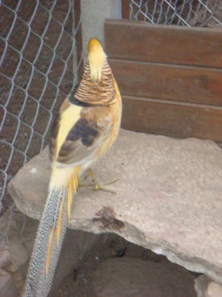 Faisan Dorado Amarillo. Ref: 14185