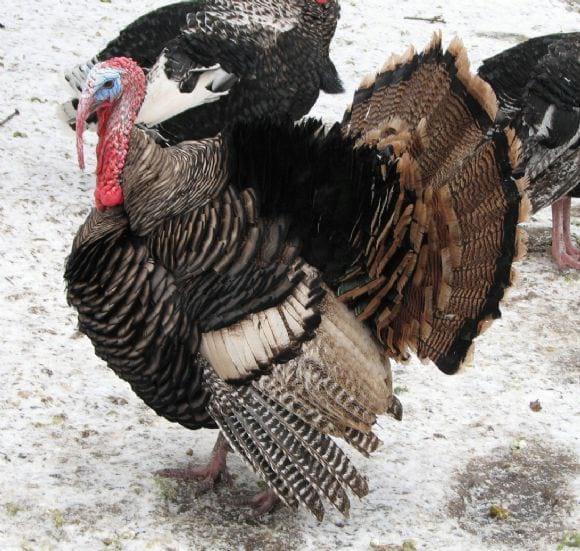 Pavos reproductores. Ref: 9123