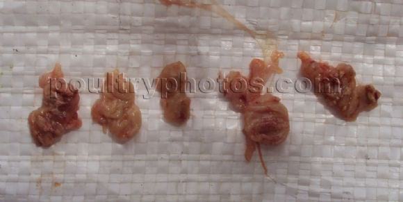 Bursa fabricius. Ref: 15773