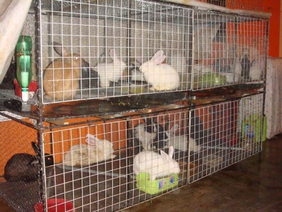 GRANJA DE CONEJOS - Imagui