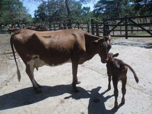 Ganado Crillo Reyna. Ref: 20918