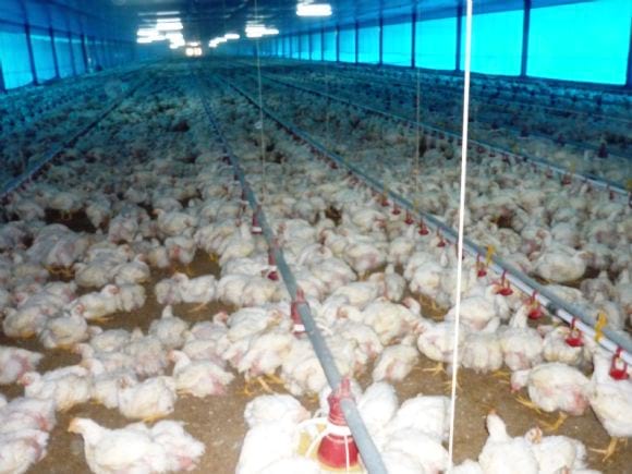 Galpón automático de pollos. Ref: 15226