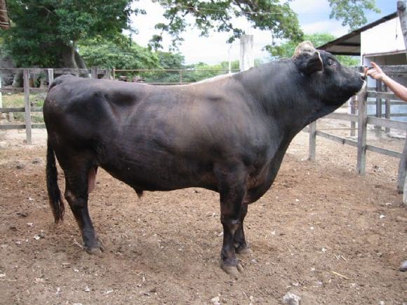 Ganado Suizo Americano. Ref: 9668