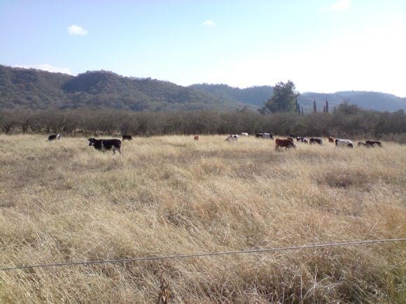 Pasturas Tropicales y Sutropicales. Ref: 7077