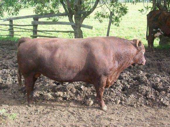 Toro raza red poll. Ref: 7963