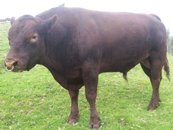 Toro raza red poll. Ref: 7964
