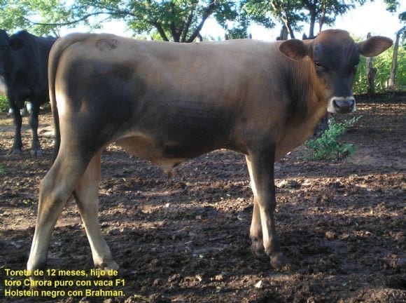 BECERROS Y TORETES MESTIZOS DEL CRUCE DE TOROS HOLSTEIN ROJO Y NEGRO Y ...