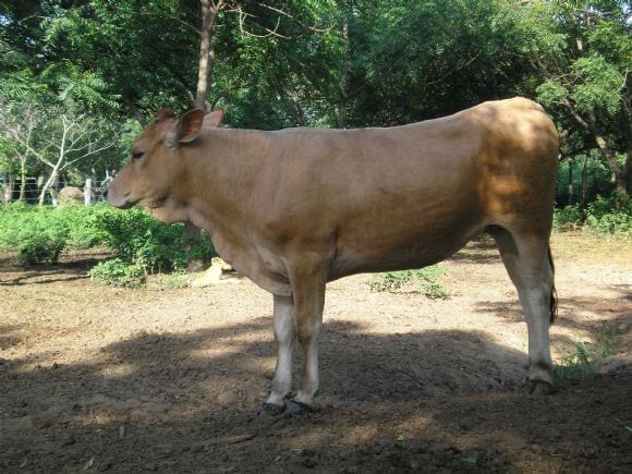 NOVILLA CARORA - Engormix