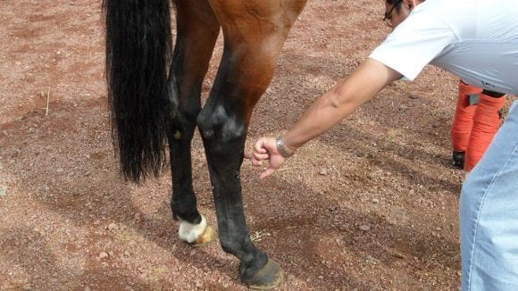 Lesión en parte distal de la corva. Inflamación moderada, claudicógena ...