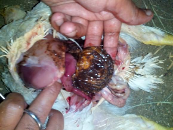 Gizzard Lesions With Dark Reddish Material Ref 32925