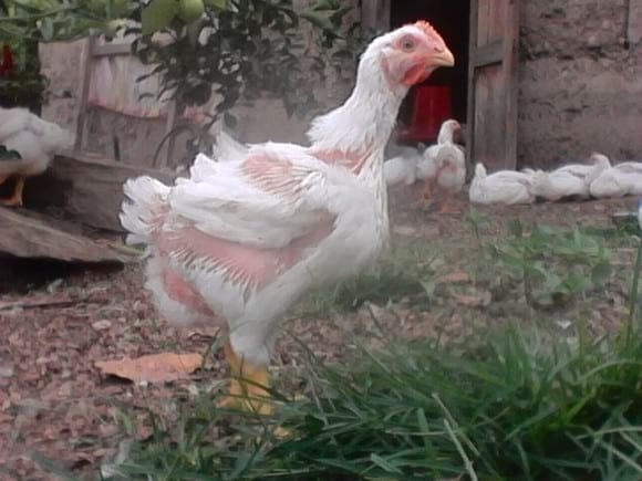 pollo yungueño liea cobb 500. Ref: 33161