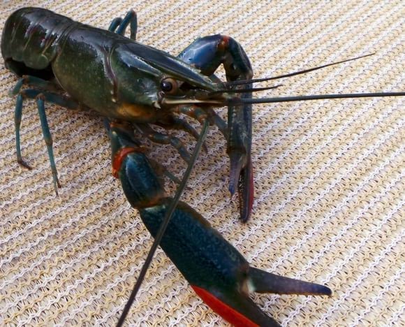 Macho de langosta de río. Ref: 34787