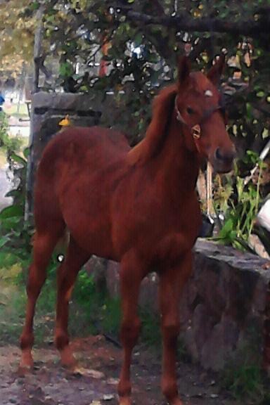 Potranca 15 meses - Engormix