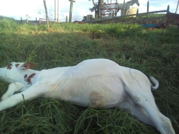 Timpanismo?. Ref: 40951