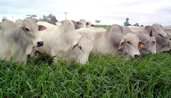 ganado pastando. Ref: 41611