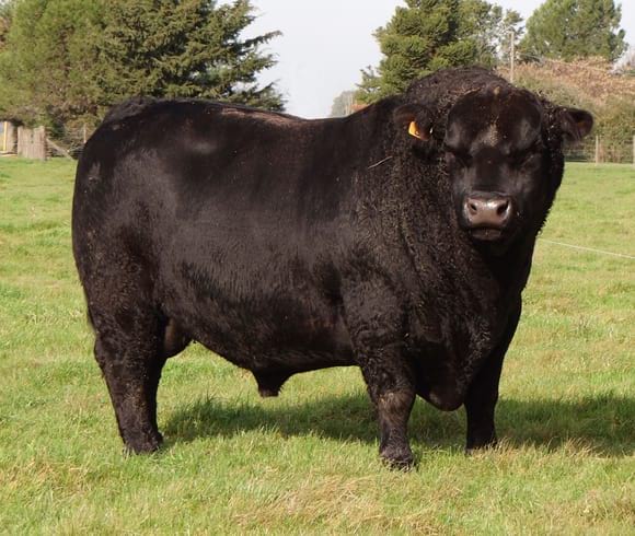 Angus Argentino. Ref: 47377