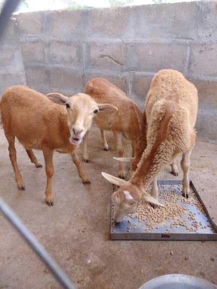 Producción Pelibuey familiar - Engormix