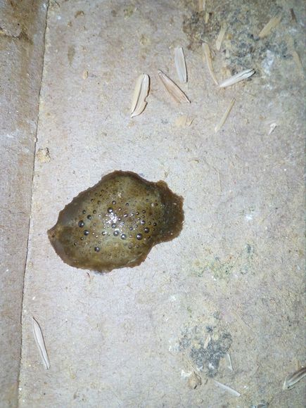 Heces de pollitos con 3 dias de recepción en galpón - Engormix