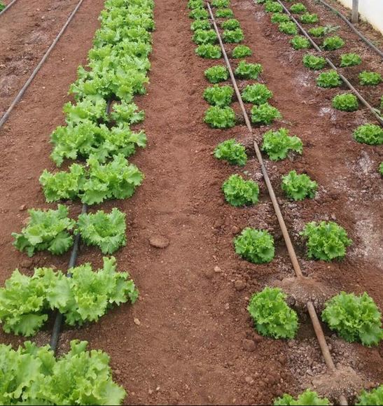 Aplicación. Viusid. Agro. Ref: 51510