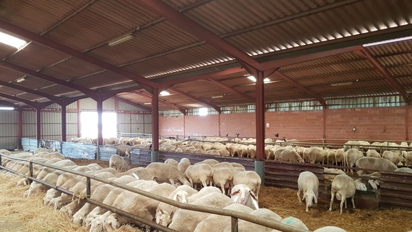 Ovejas assaf - Engormix