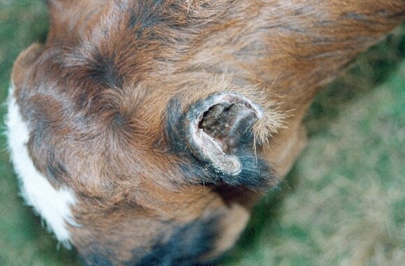 Gangrena seca por salmonellas. Ref: 54592