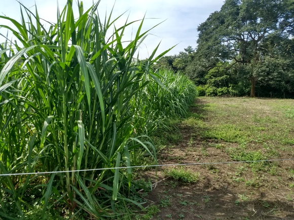 Pasto Cuba 22. Ref: 56881