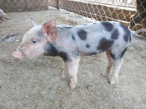 Cerdita F1: Traxx x Criollo. Ref: 58638