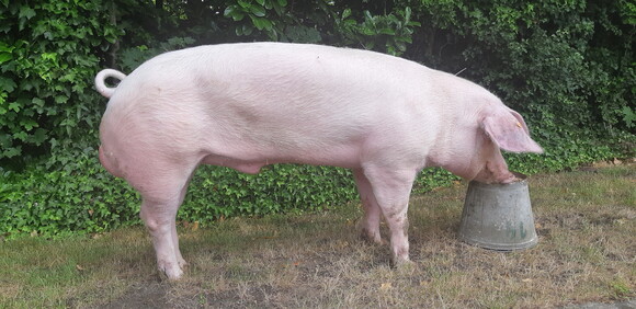 Belgian Landrace boar. Ref: 62888