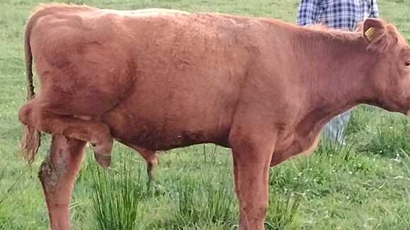 Ternero con flexión completa de pierna - Engormix