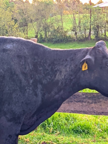 Vaca con síntomas - Engormix