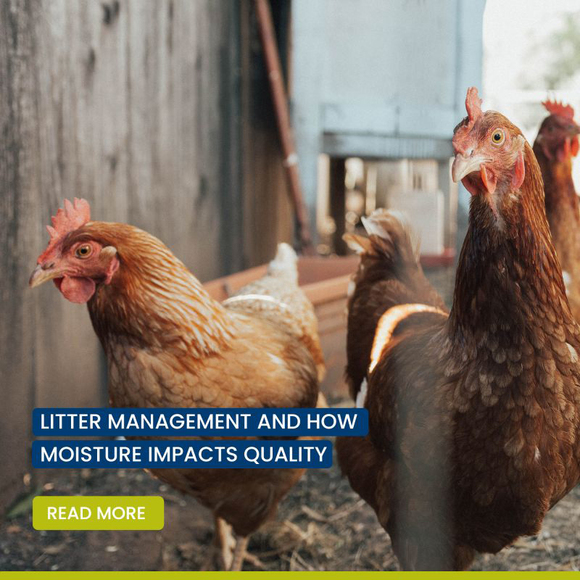 Litter management and how moisture impacts quality - Engormix
