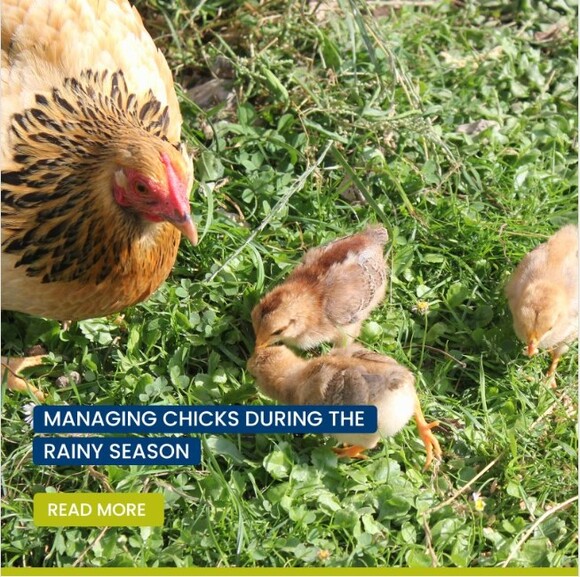 Managing chicks during the rainy season - Engormix