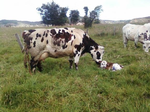 Normando. Ref: 10175