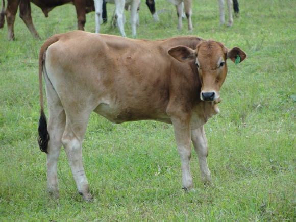 Opiniones de becerra animal