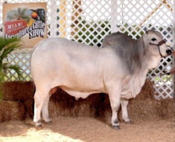 miami international cattle show. Ref: 10548