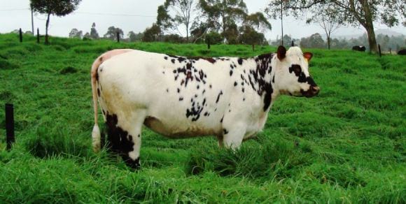 Ganado Normando. Ref: 10338