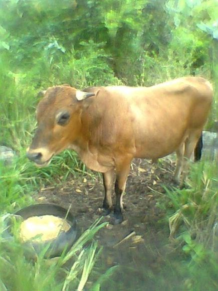 mis toretes. Ref: 12852