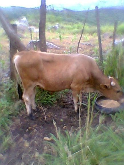 mis toretes. Ref: 12854