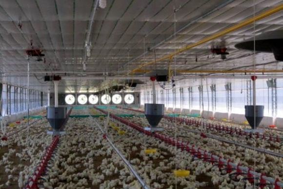 Manejo naves automatizadas - Engormix