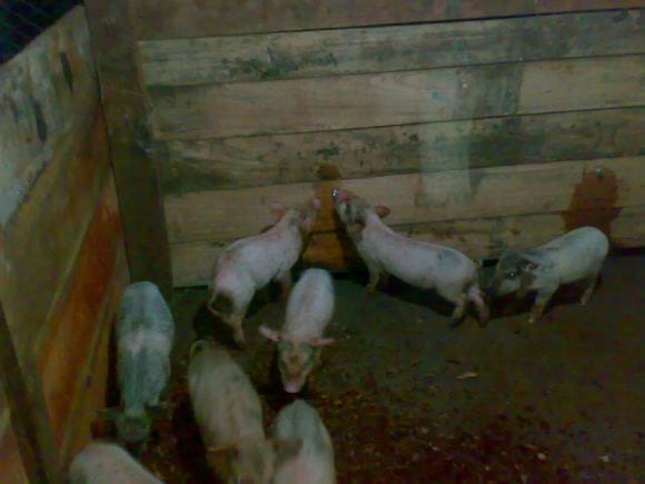cerdos destetados. Ref: 12983
