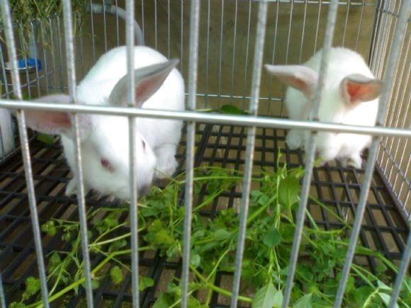 Gazapos comiendo. Ref: 13023