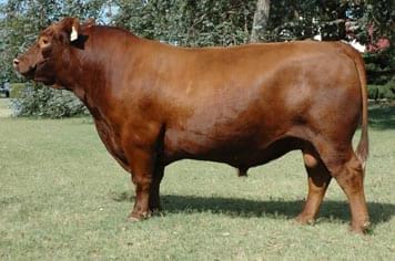 Angus colorado. Ref: 13047