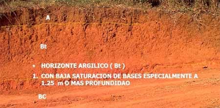 Sistemas de producción agroforestal de ultisoles del pie de monte de ...