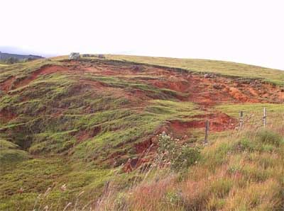 Sistemas de producción agroforestal de ultisoles del pie de monte de ...