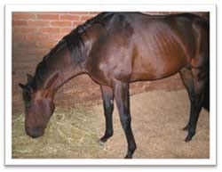 Crónicas en la alimentación de su caballo - Engormix